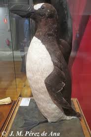 Alca Gigante: una specie estinta a causa dell'uomo