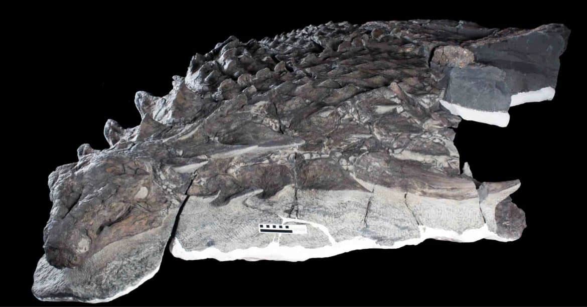 Lo stomaco fossilizzato di un Nodosauro rivela il suo ultimo pasto